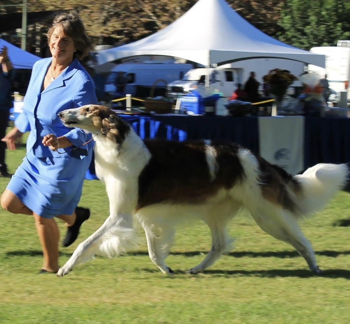 Oronzova Borzoi in California | Borzoi puppies | Good Dog