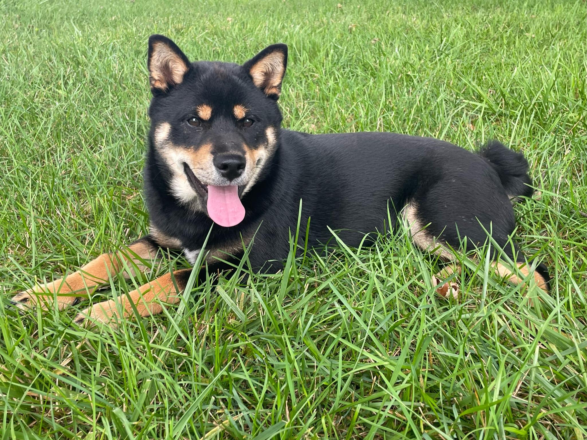 Rustic Country Shibas in Ohio | Shiba Inu puppies | Good Dog