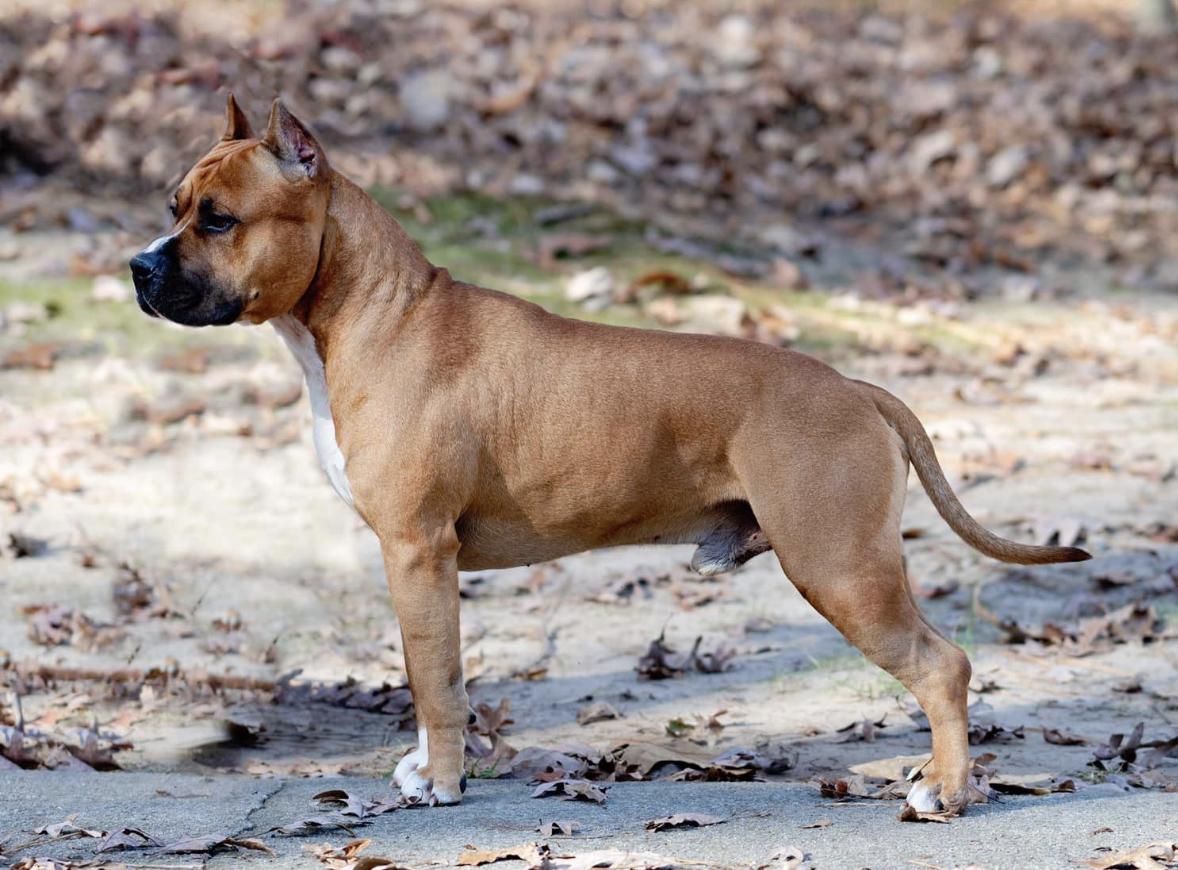 Aiyana Amstaffs in Georgia | American Staffordshire Terrier puppies ...