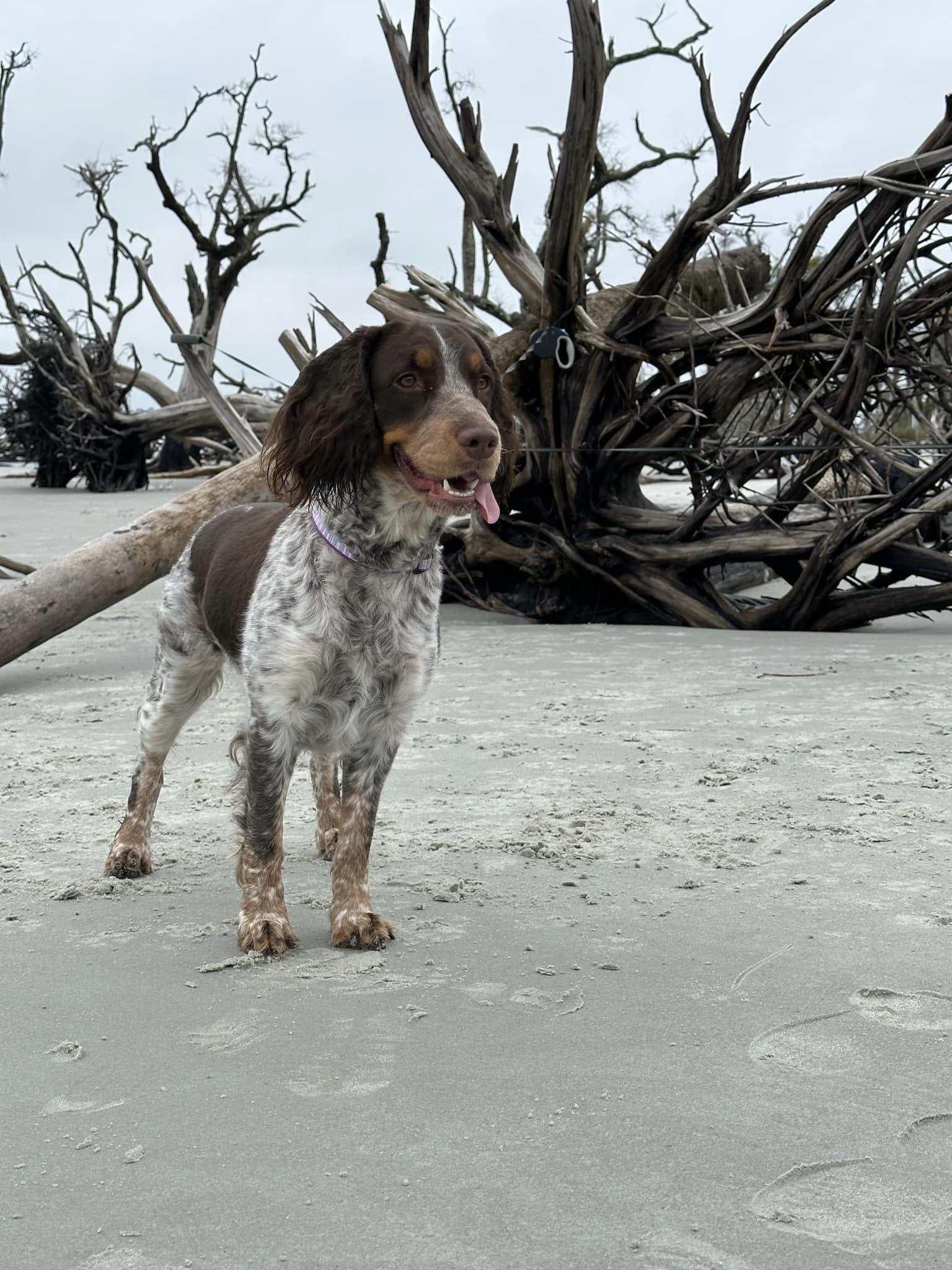 High Point Springers in South Carolina | English Springer Spaniel ...