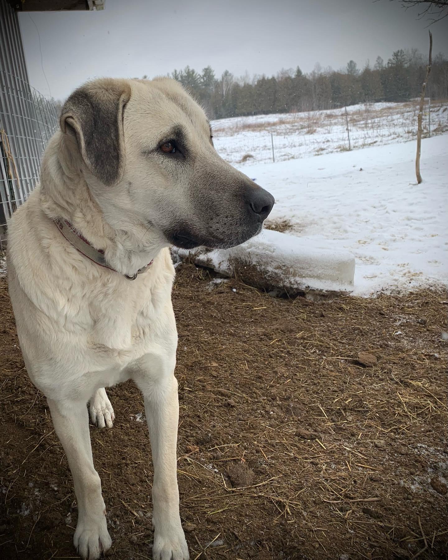 T&S Anatolians in Michigan | Anatolian Shepherd Dog puppies | Good Dog