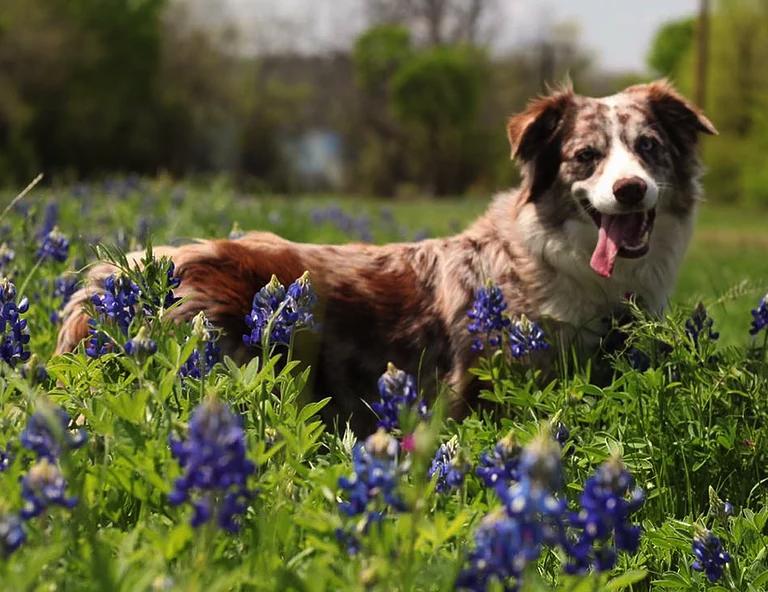 Spotted Mule Aussies in Texas | Australian Shepherd puppies | Good Dog