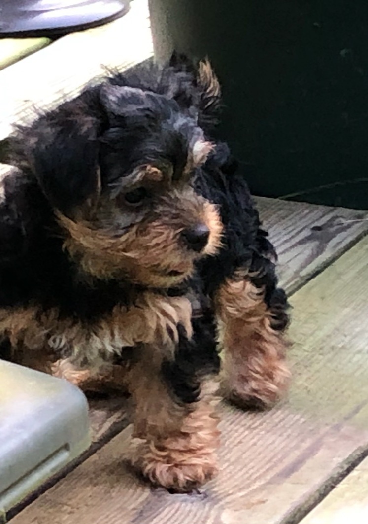 Hilly Acres Farm in New Hampshire | Yorkshire Terrier puppies | Good Dog