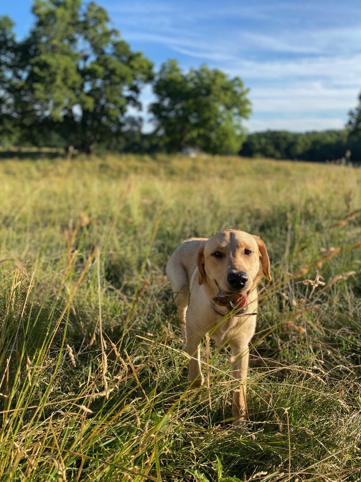 L&R Farm Labrador Retrievers in Ohio | Labrador Retriever puppies ...