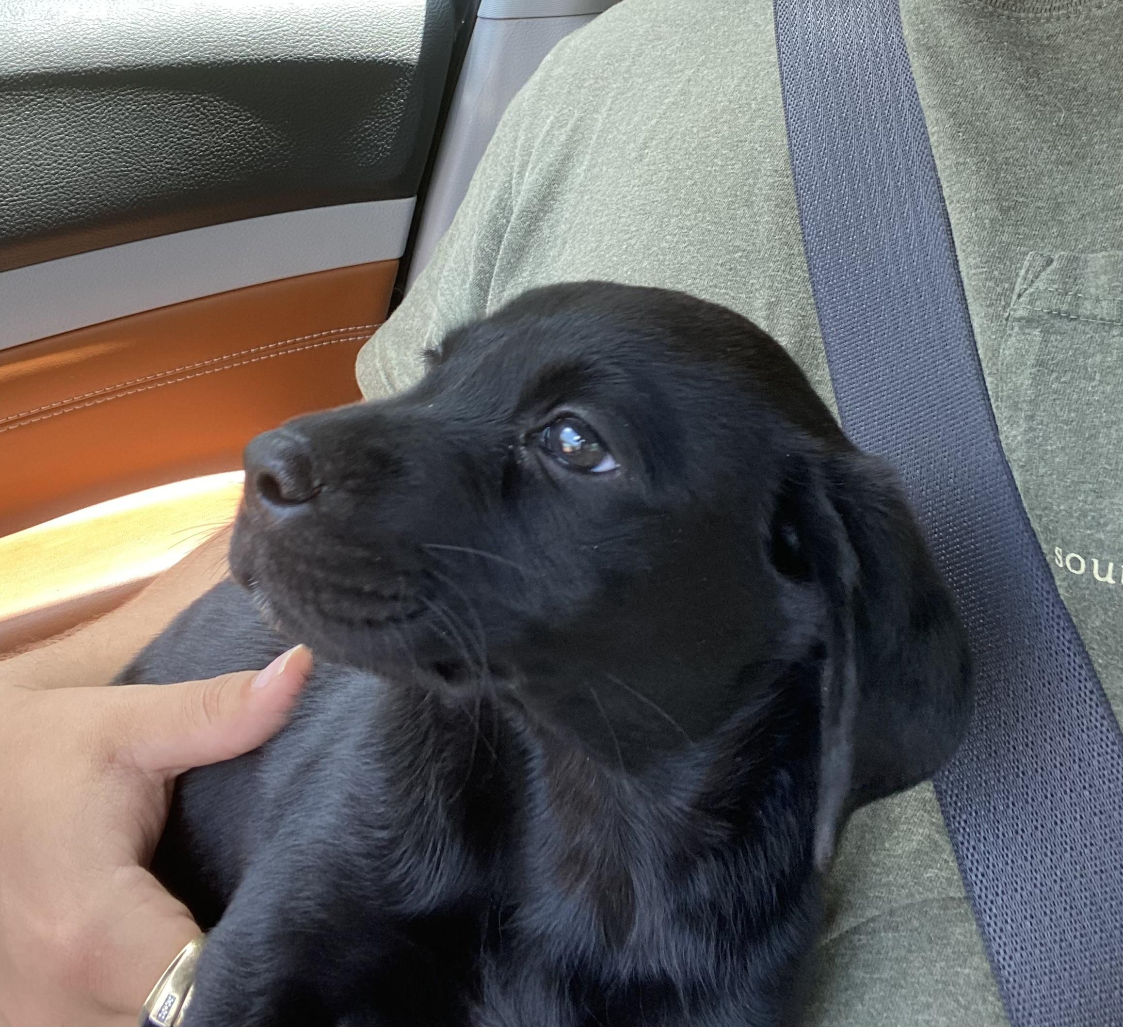 Valley Creek Dog Boarding and Training in Wisconsin | Labrador ...