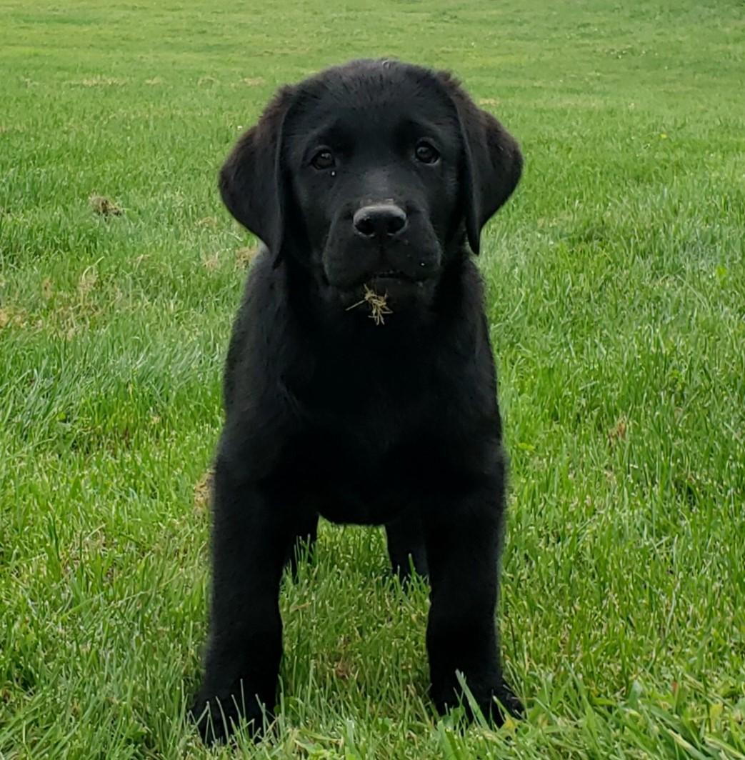 Ganderwood English Labradors in Michigan | Labrador Retriever puppies ...