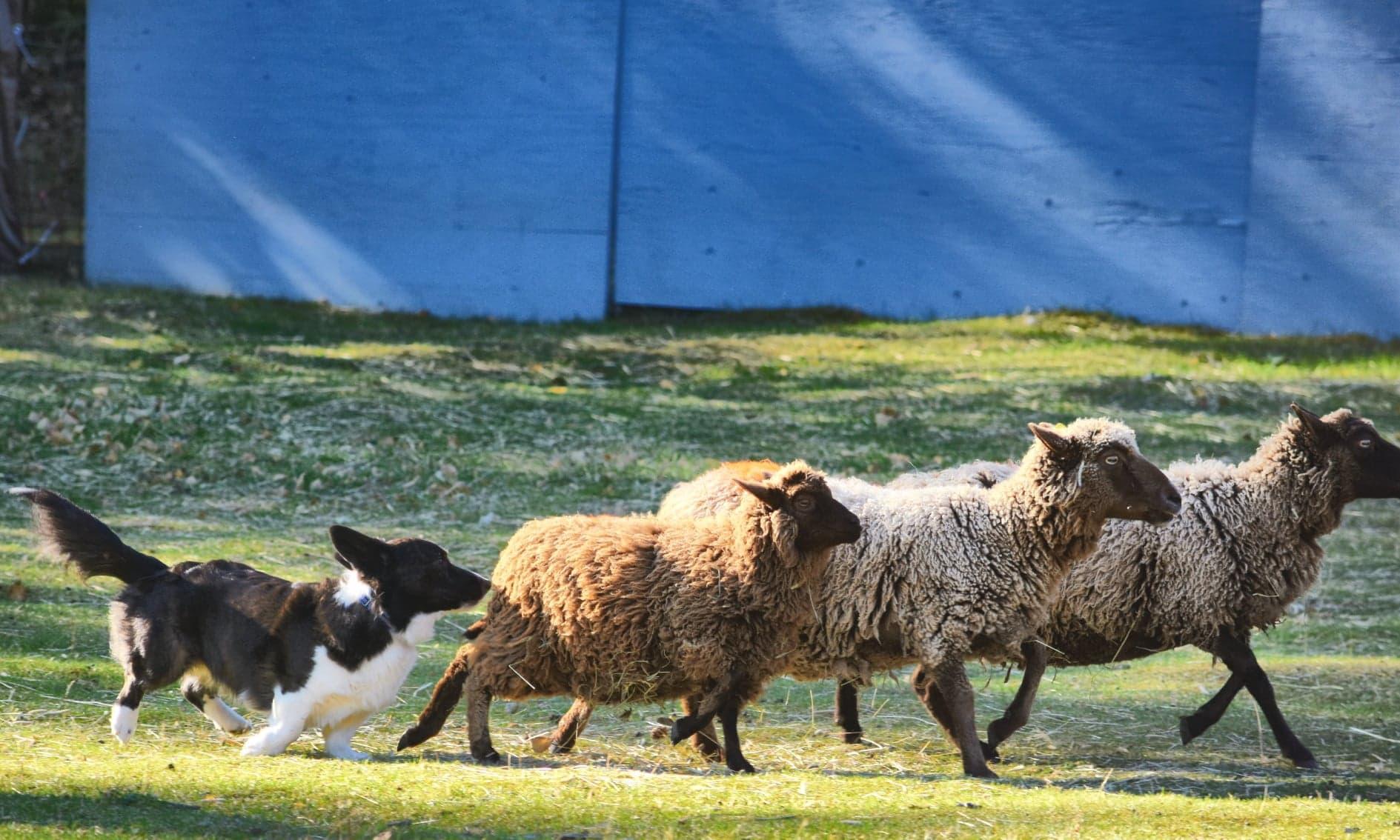 Kanicula Cardigan Welsh Corgis in Alaska | Cardigan Welsh Corgi puppies ...
