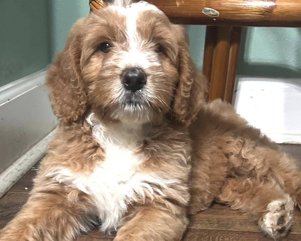 Howdilly Doodley in Florida | Aussiedoodle puppies | Good Dog
