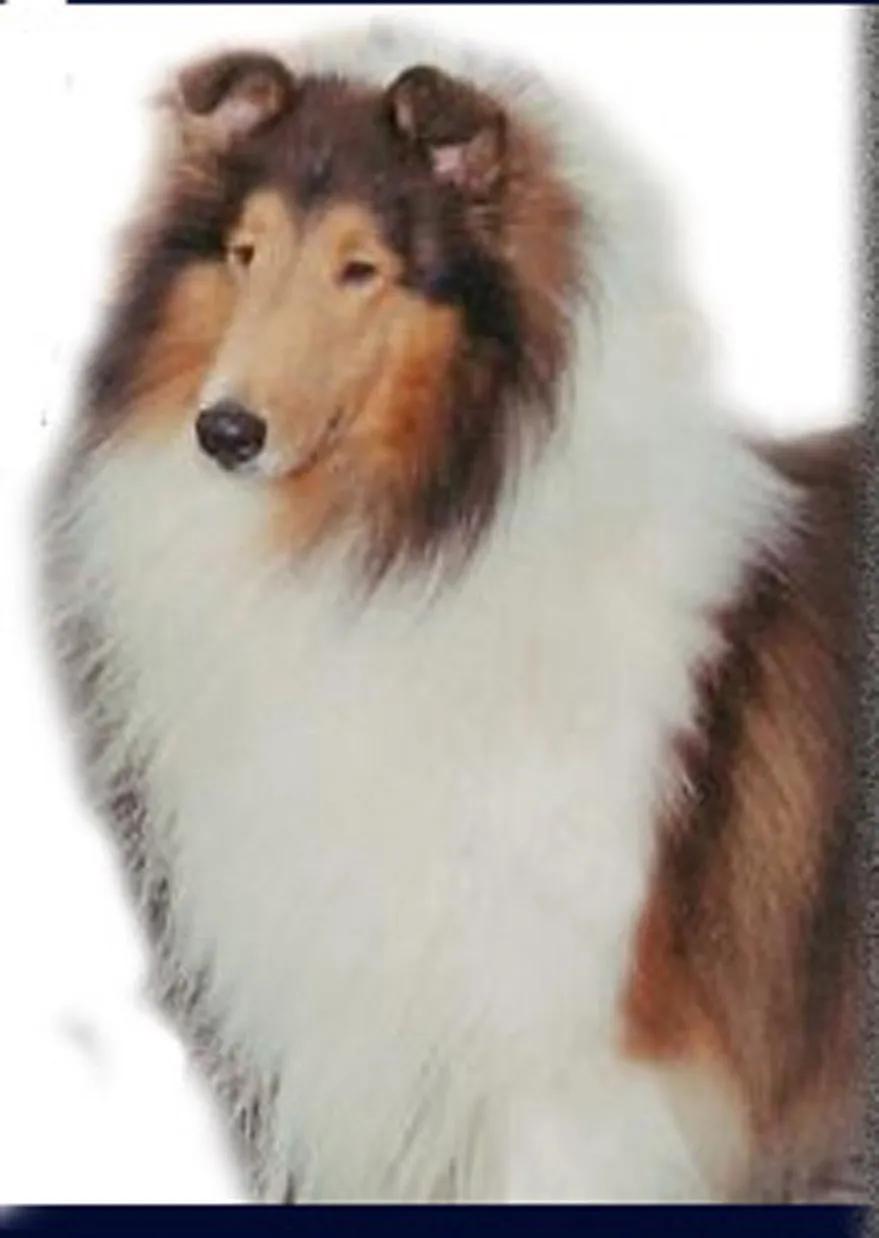 Galatean Collies in New York | Collie puppies | Good Dog