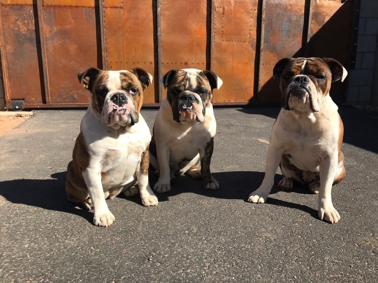 Velvet's Bulldogs in Arizona | Bulldog puppies | Good Dog