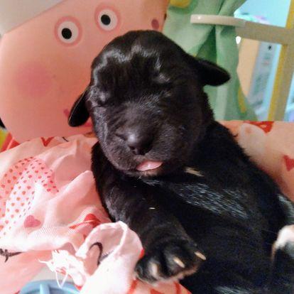 Bonner Doodle Babies in Texas | Labradoodle puppies | Good Dog