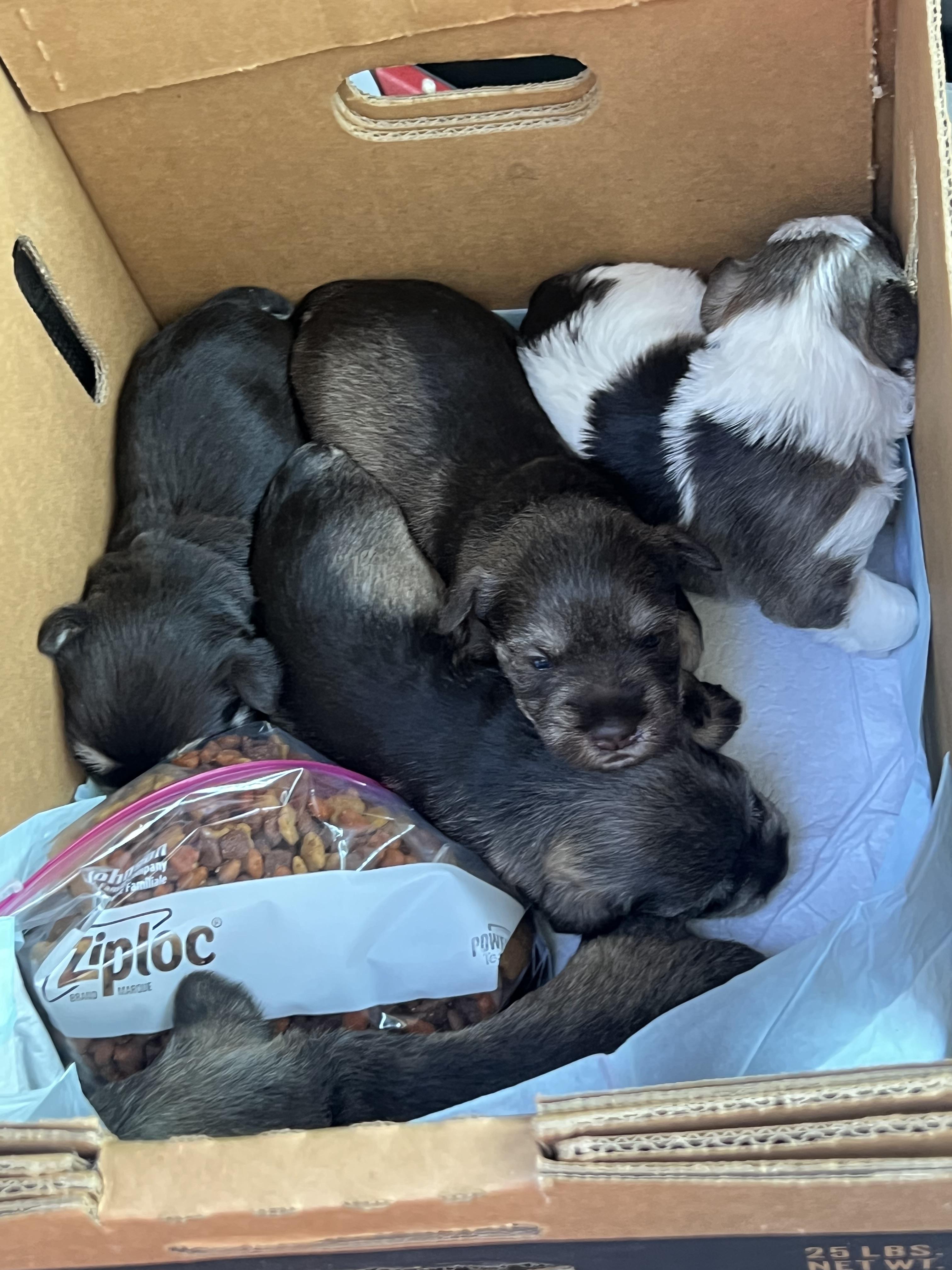 Boutwell's Miniature Schnauzers in Alabama | Miniature Schnauzer ...