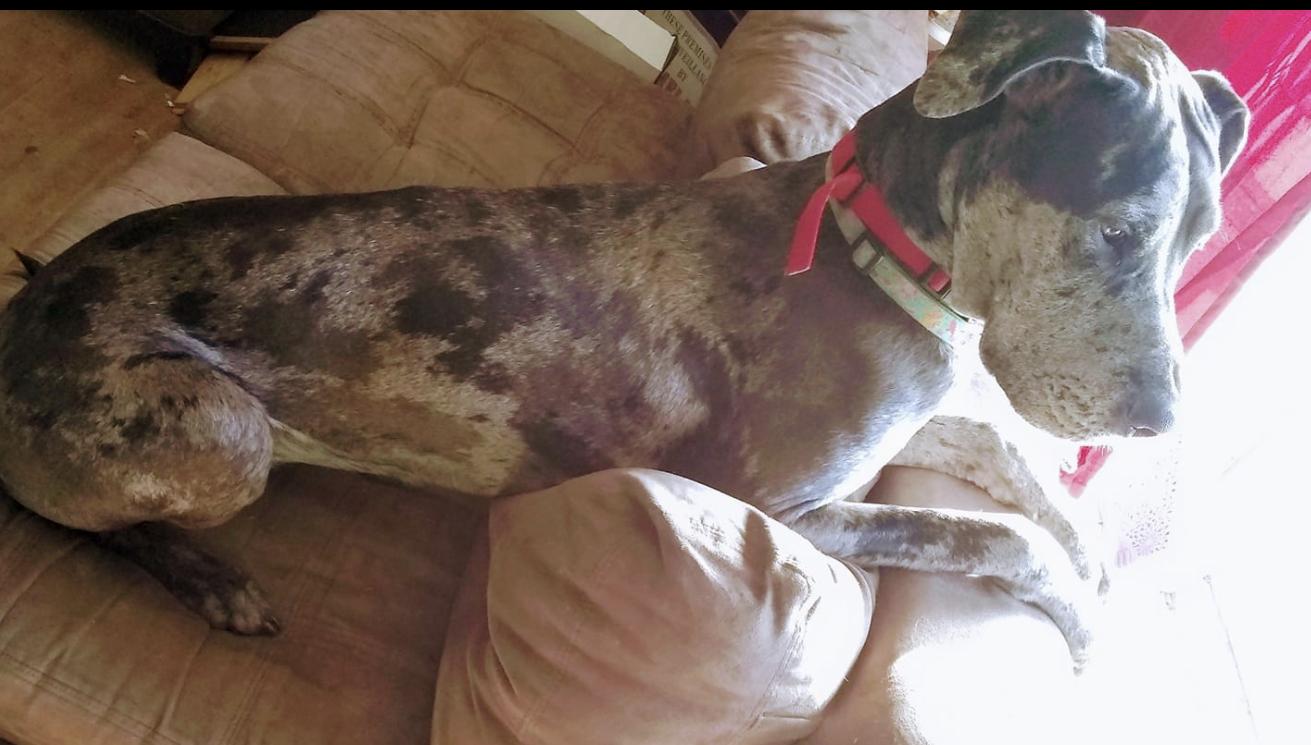 SS Majesty Danes in Ohio | Great Dane puppies | Good Dog