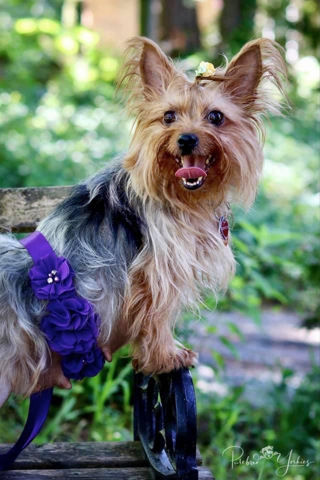 Purebred Yorkies in Texas | Yorkshire Terrier puppies | Good Dog