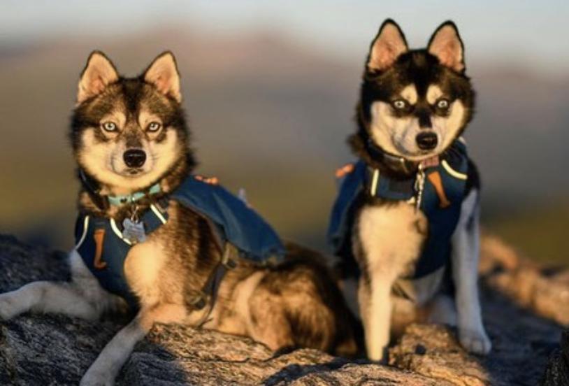 Proper Klee Kai in Colorado | Alaskan Klee Kai puppies | Good Dog