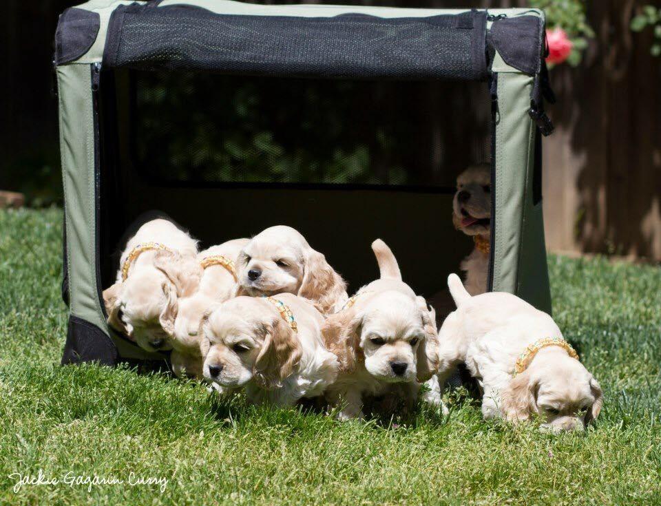 Lomapoint Cockers in California | Cocker Spaniel puppies | Good Dog