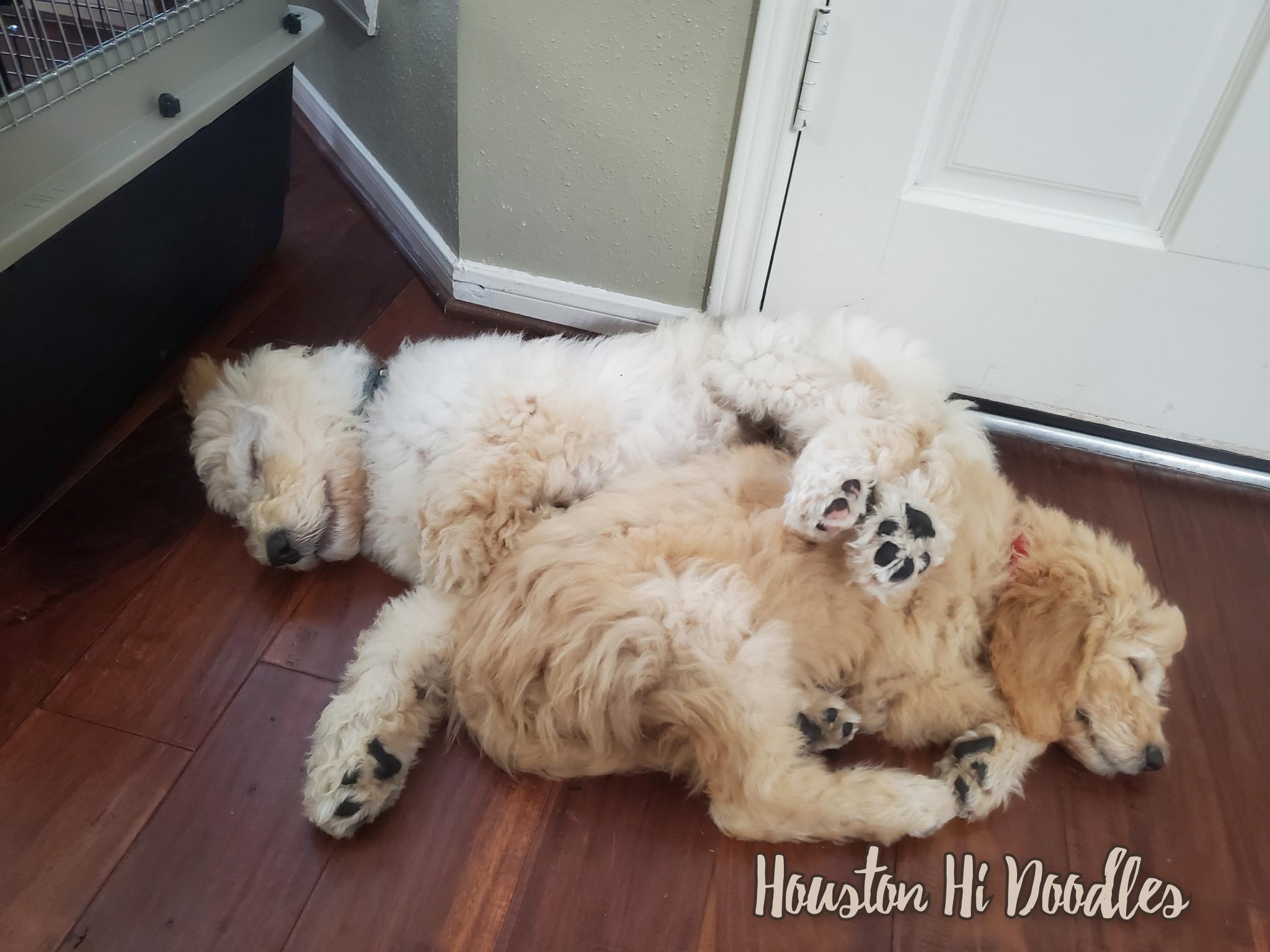 Houston Hi Doodles in Texas | Goldendoodle puppies | Good Dog