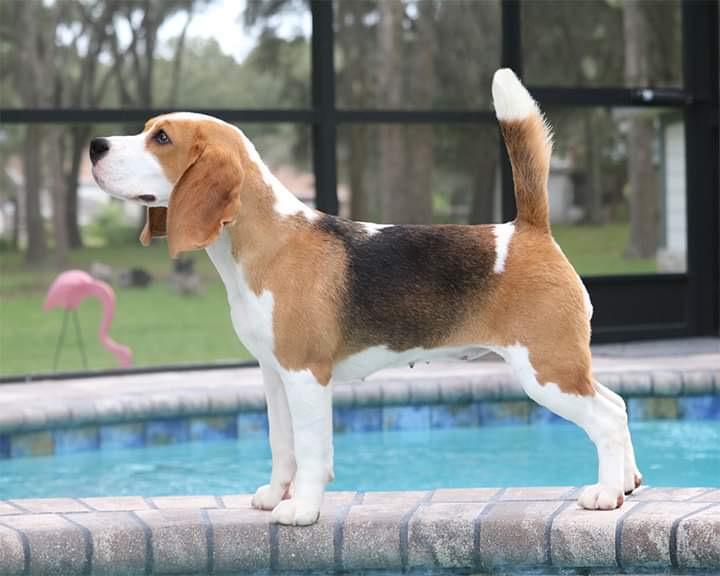 BEARs Beagles in Florida | Beagle puppies | Good Dog