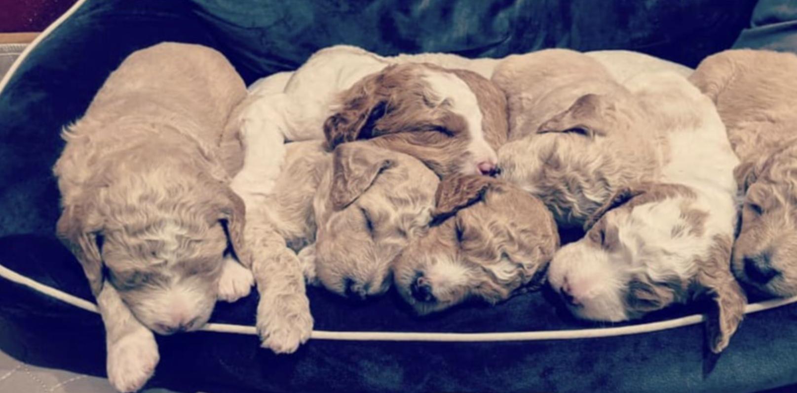 Personal Touch Standard Poodles in Wisconsin | Poodle puppies | Good Dog