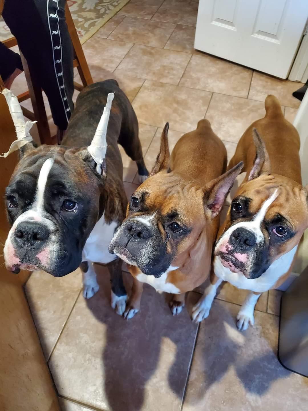 Era's Boxers in Texas | Boxer puppies | Good Dog