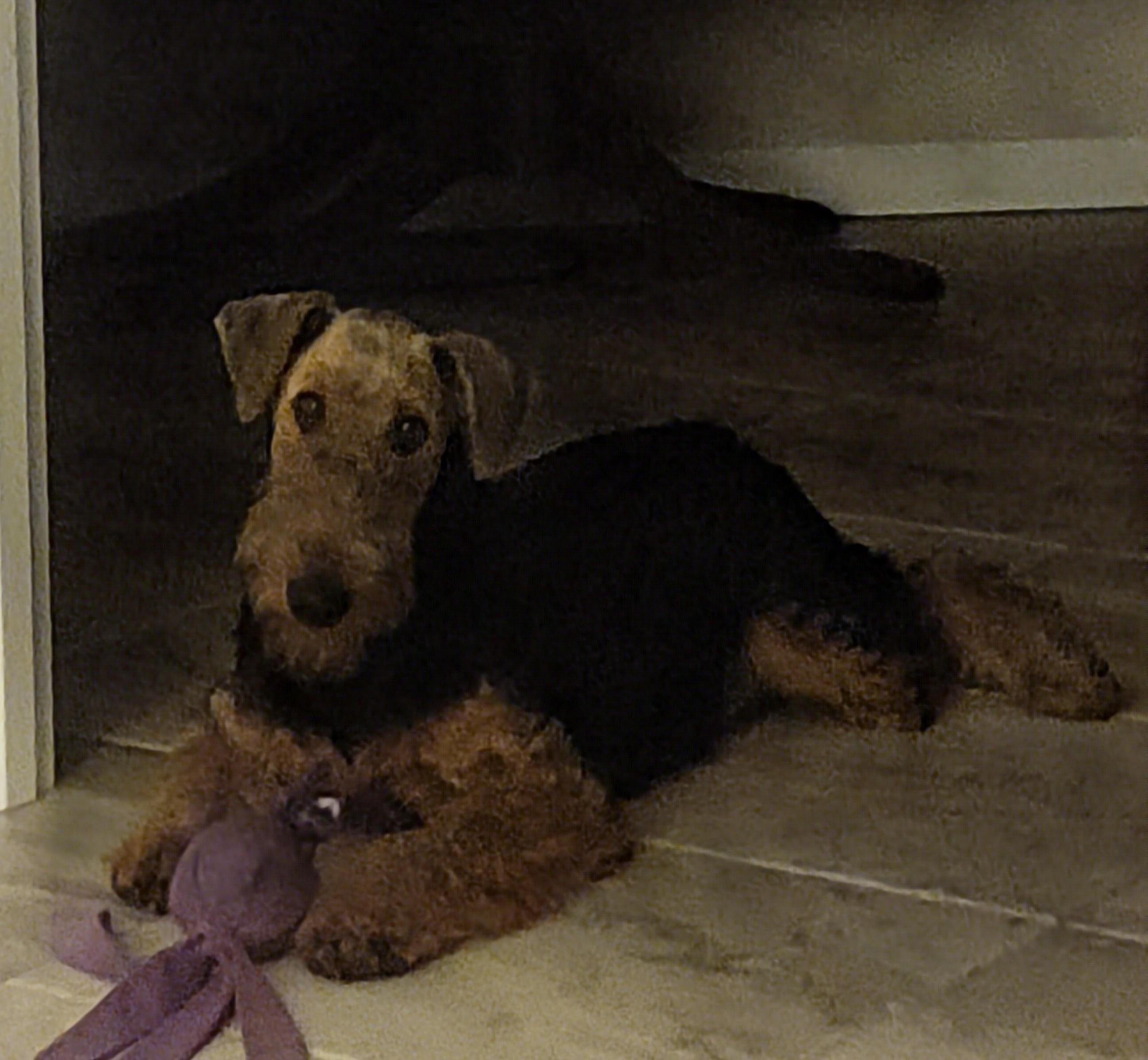 Droffats Airedales in Ohio | Airedale Terrier puppies | Good Dog