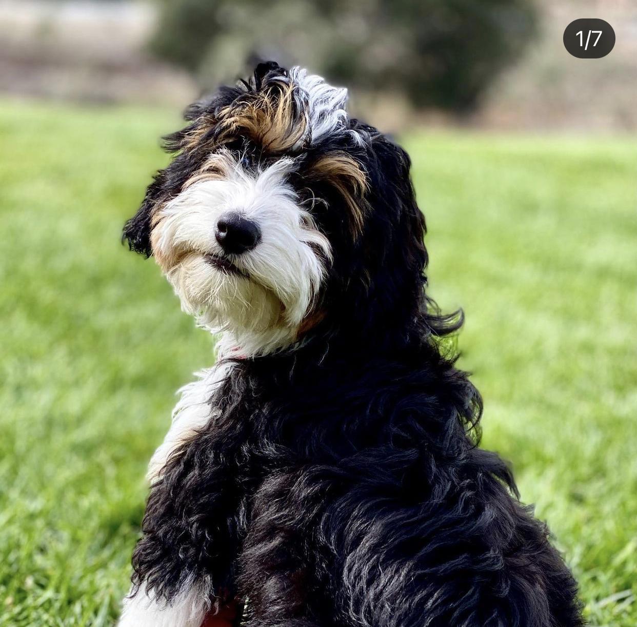 Brookside Bernedoodles in California | Bernedoodle and Sheepadoodle ...