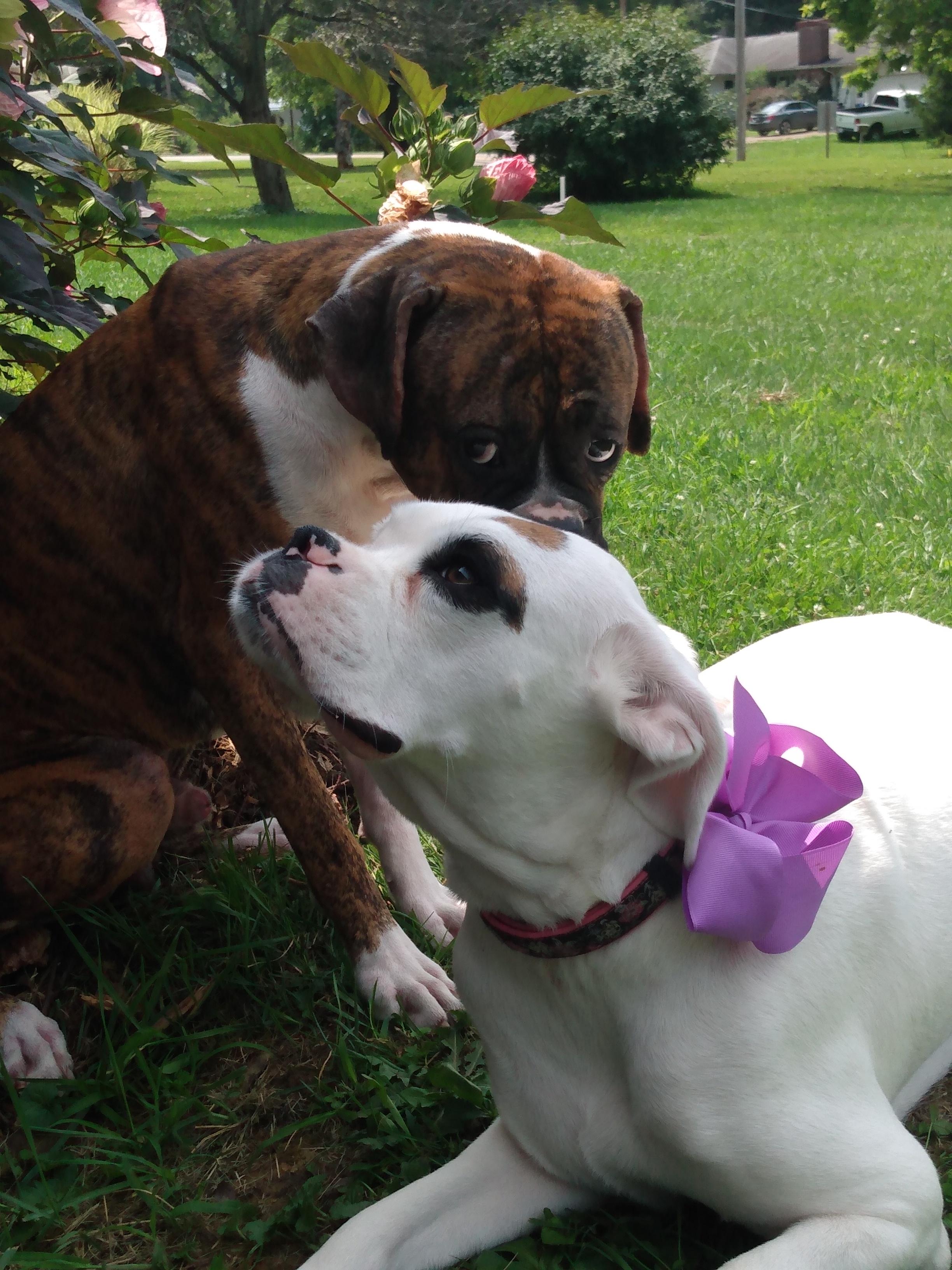 Appalachian Boxers in Ohio | Boxer puppies | Good Dog