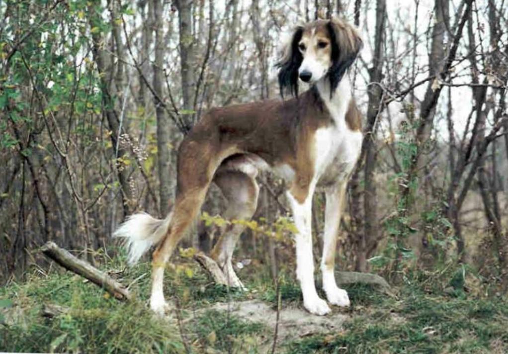 Aeolus Salukis & Whippets in Wisconsin | Saluki and Whippet puppies ...