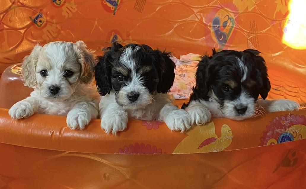 Terrie’s Cavachons & Cavalier King Charles Spaniels in Michigan ...