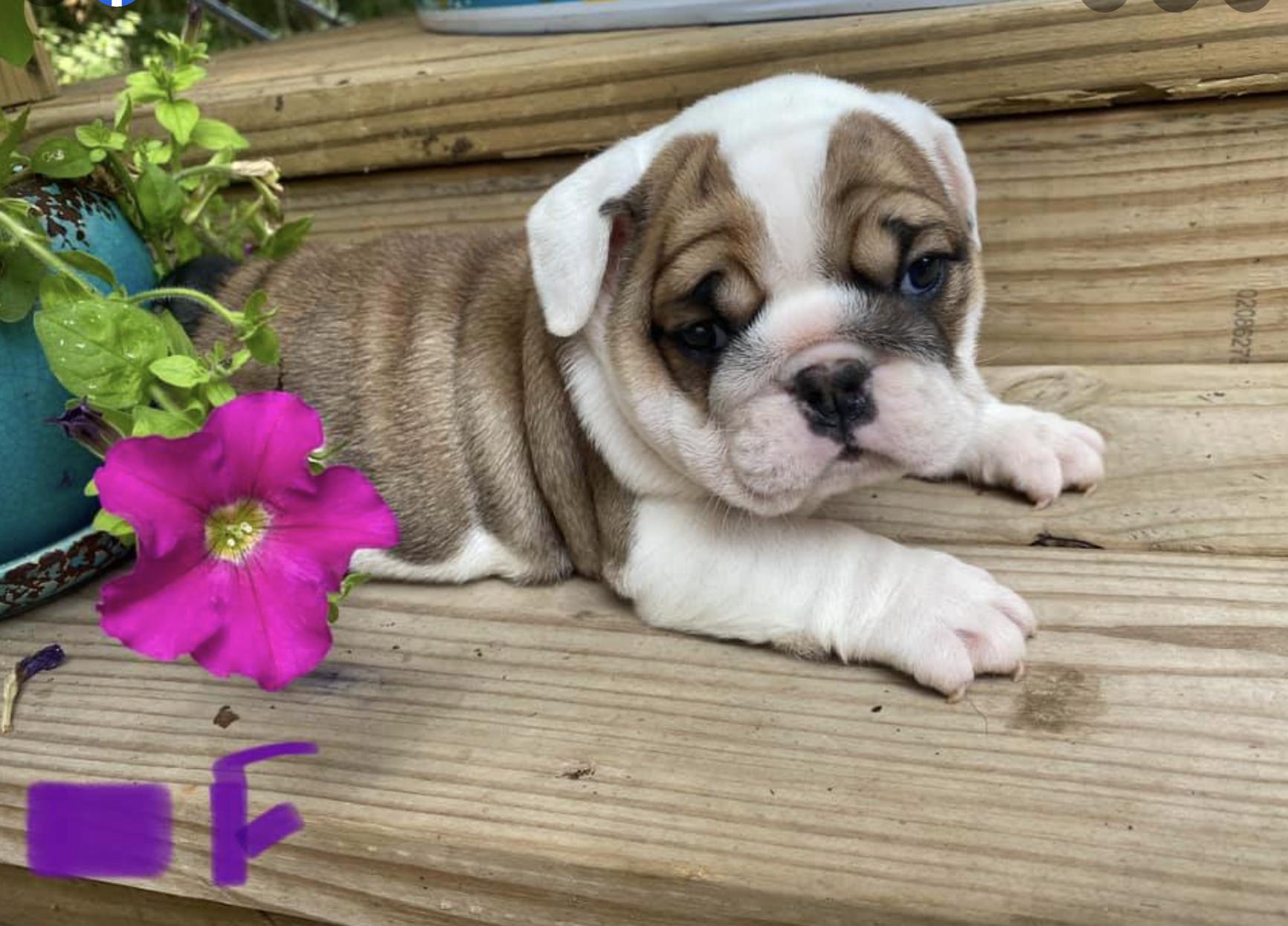 Mel’s Puppy Paw in Missouri | Bulldog puppies | Good Dog