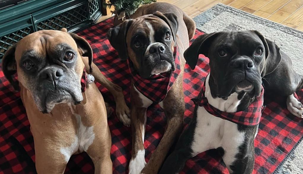 Lynn Valley Boxers in Pennsylvania | Boxer puppies | Good Dog