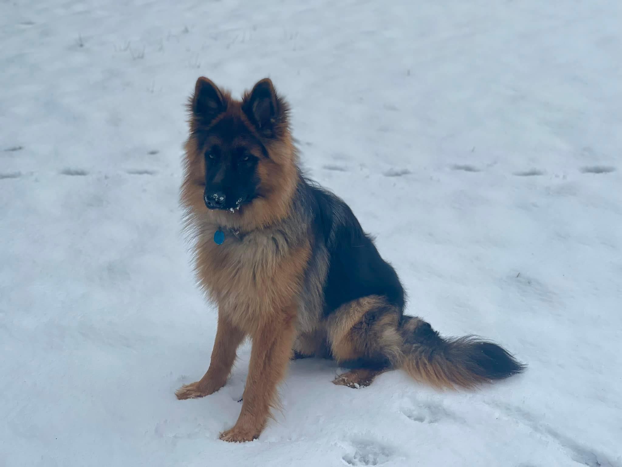 Shepherds Rose Garden in Alabama | German Shepherd puppies | Good Dog