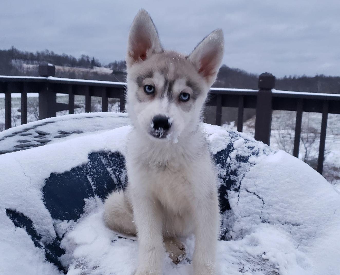 Wild and Wonderful Siberian Huskies in West Virginia | Siberian Husky ...