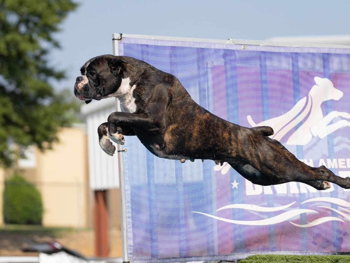 Sergeant's Boxers in Texas | Boxer puppies | Good Dog