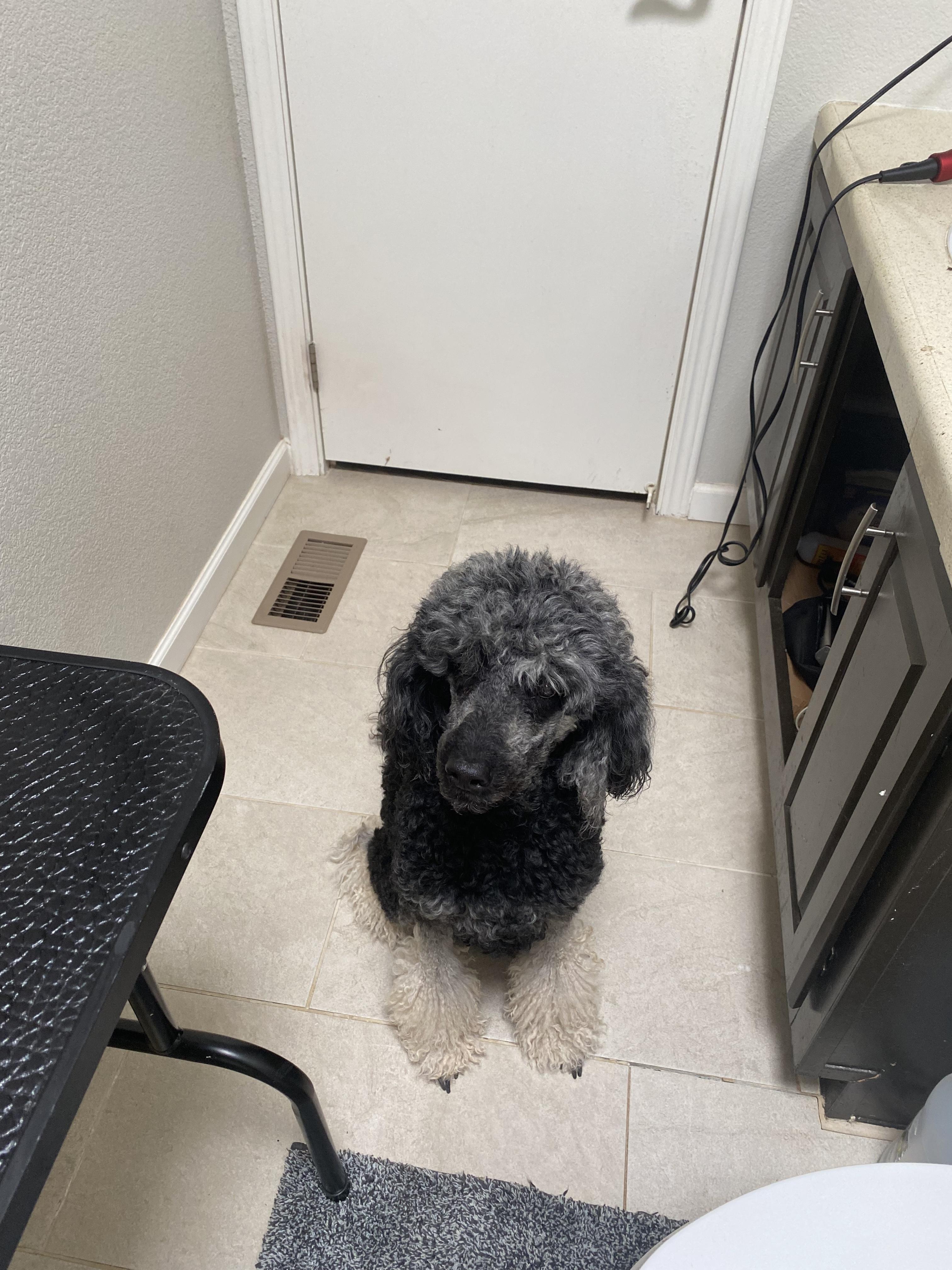 Champion Standard Poodle pups in Arizona | Poodle puppies | Good Dog