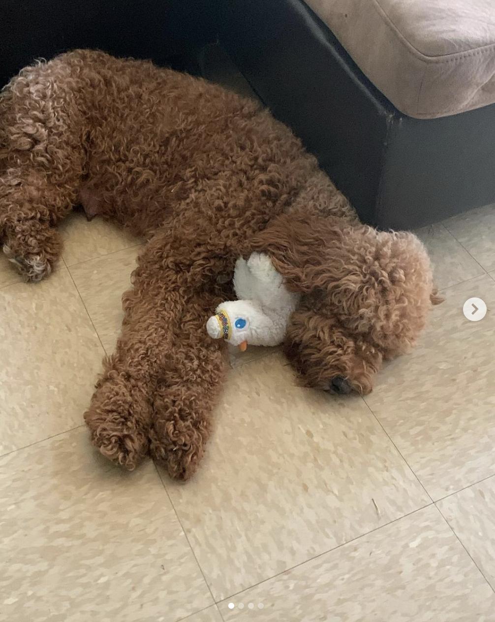 Daisy Uribe's Labradoodles in California | Labradoodle puppies | Good Dog
