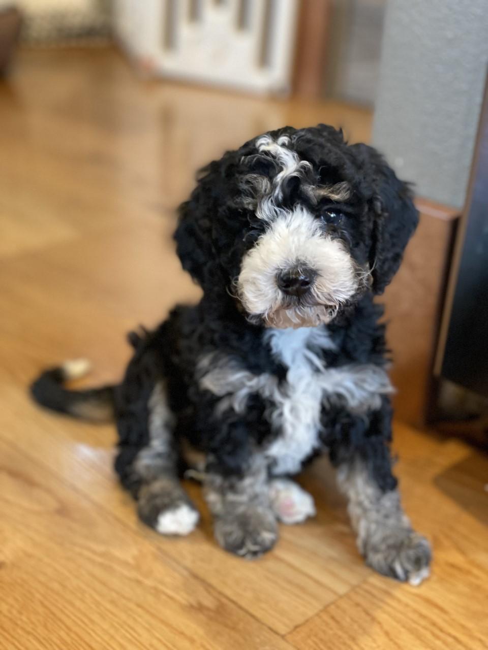 Mt. Rainier Doodle Dogs in Washington | Goldendoodle puppies | Good Dog