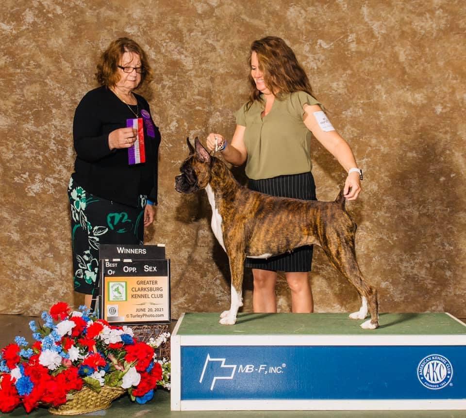 Dawn Cornetto in Pennsylvania | Boxer puppies | Good Dog