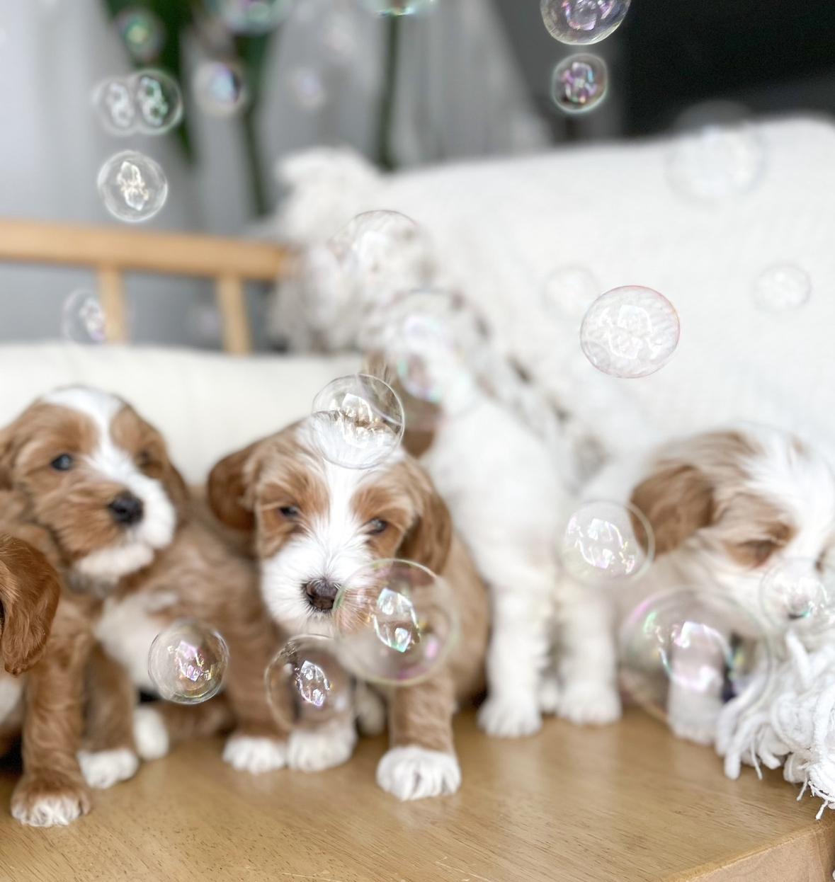 Pixie Doodle Paws in California | Australian Labradoodle puppies | Good Dog