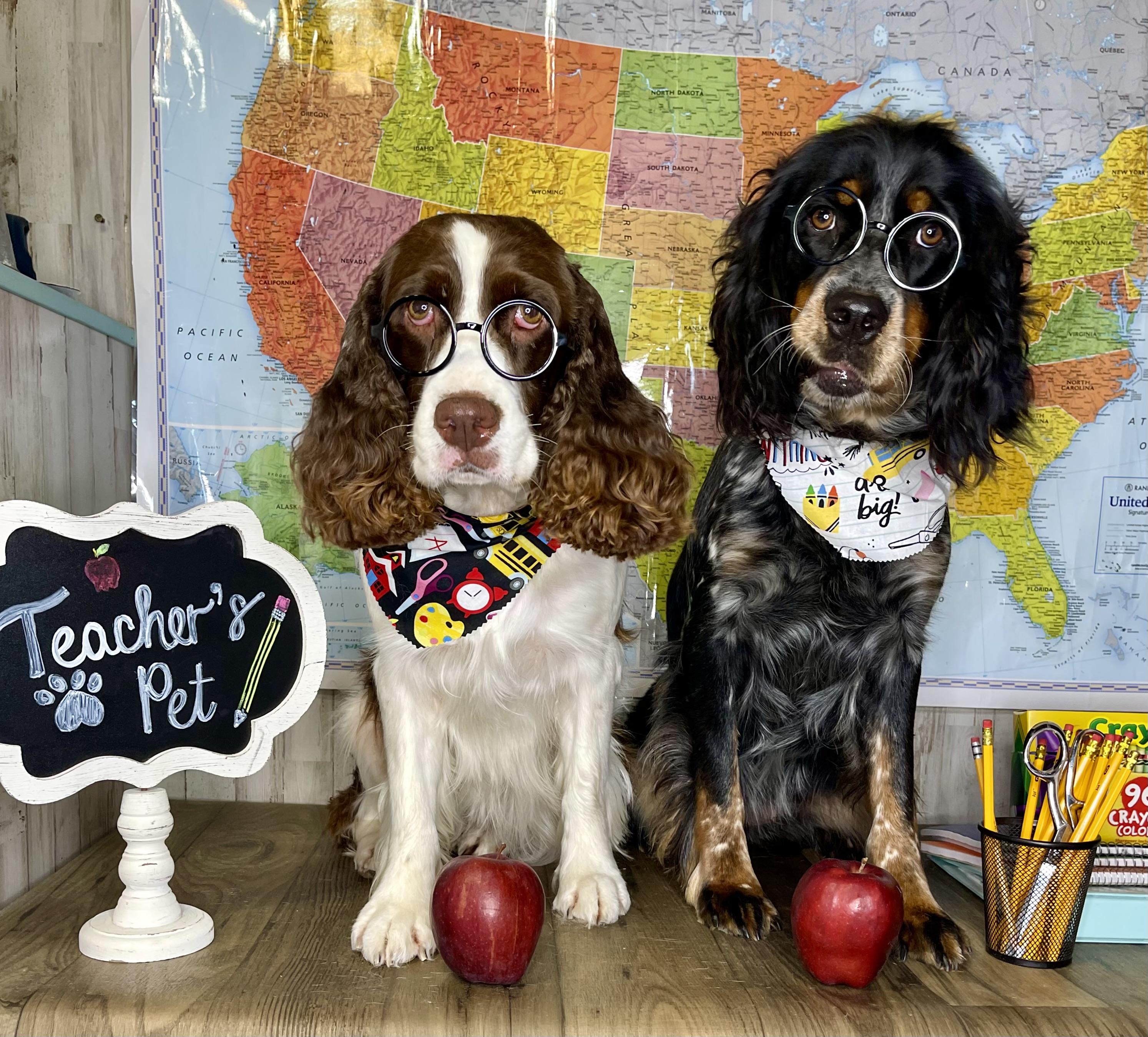 Murphy Farms and Springers in Tennessee | English Springer Spaniel ...