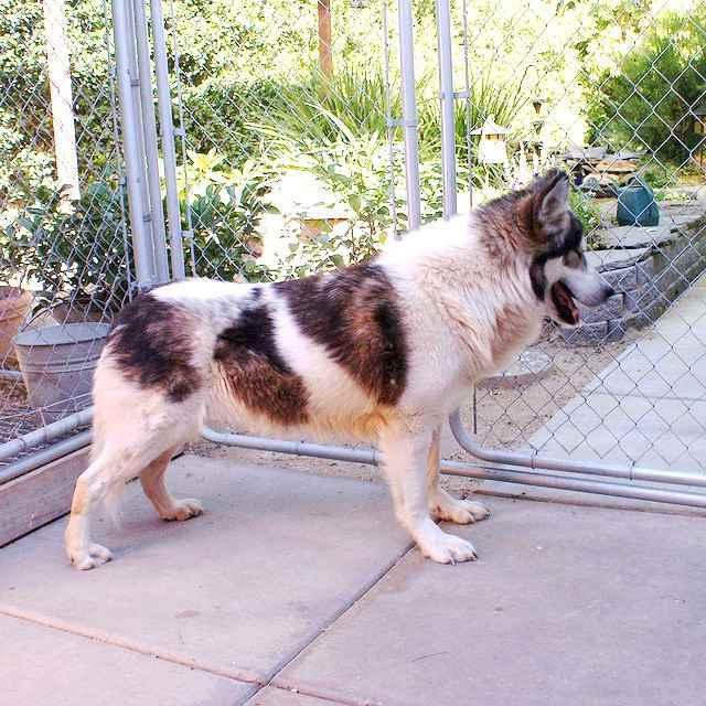 Night Eyes NAIDs in California | Native American Indian Dog puppies ...