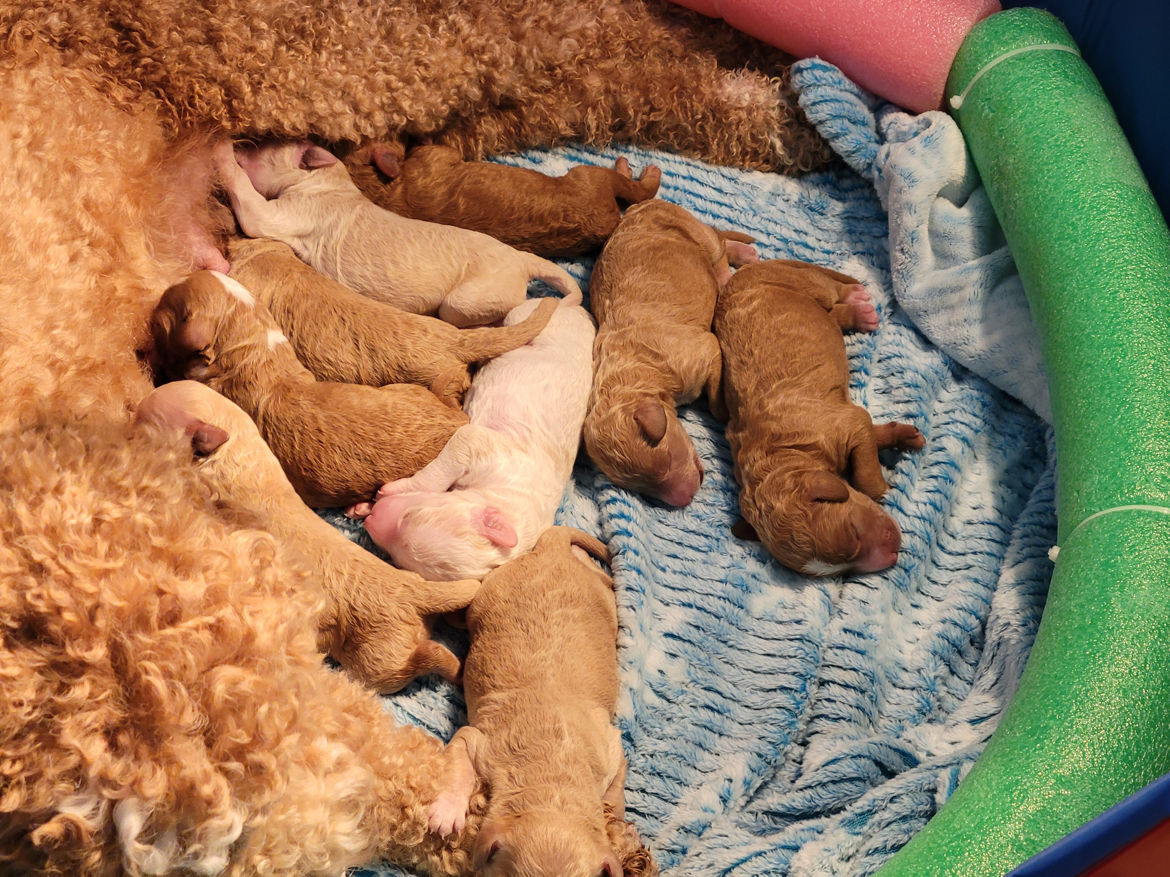 Brian's Goldendoodles in Illinois | Goldendoodle puppies | Good Dog