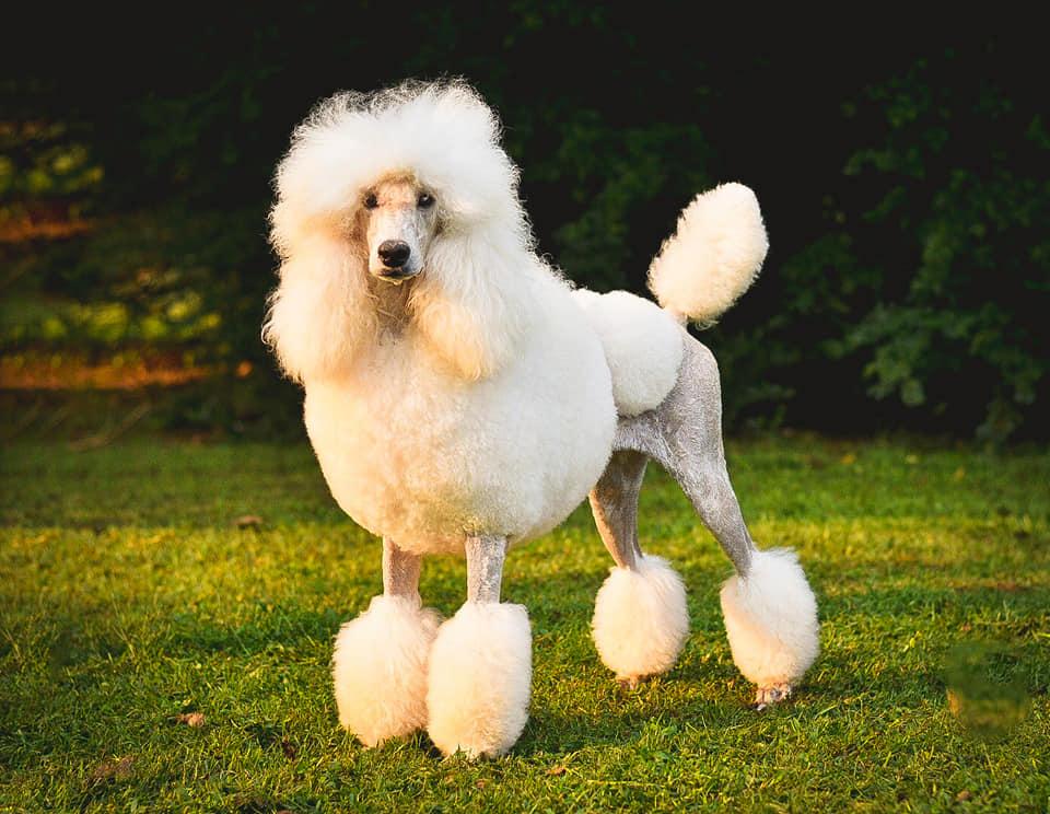 Magic Standards in Oklahoma | Poodle puppies | Good Dog