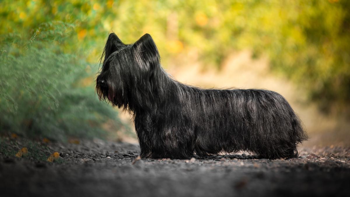 25 cute AKC Registered Skye Terrier puppies for sale | Good Dog