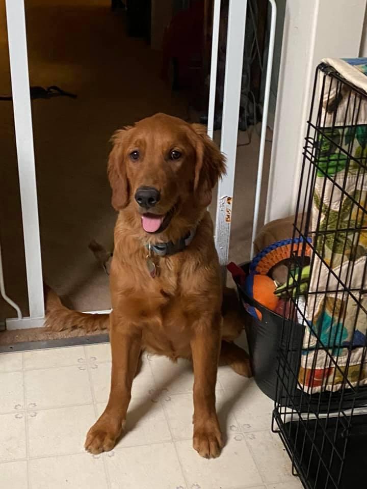 Forbing Park Goldens in Arizona | Golden Retriever puppies | Good Dog