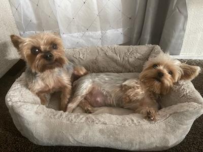 Sandy in California | Yorkshire Terrier puppies | Good Dog