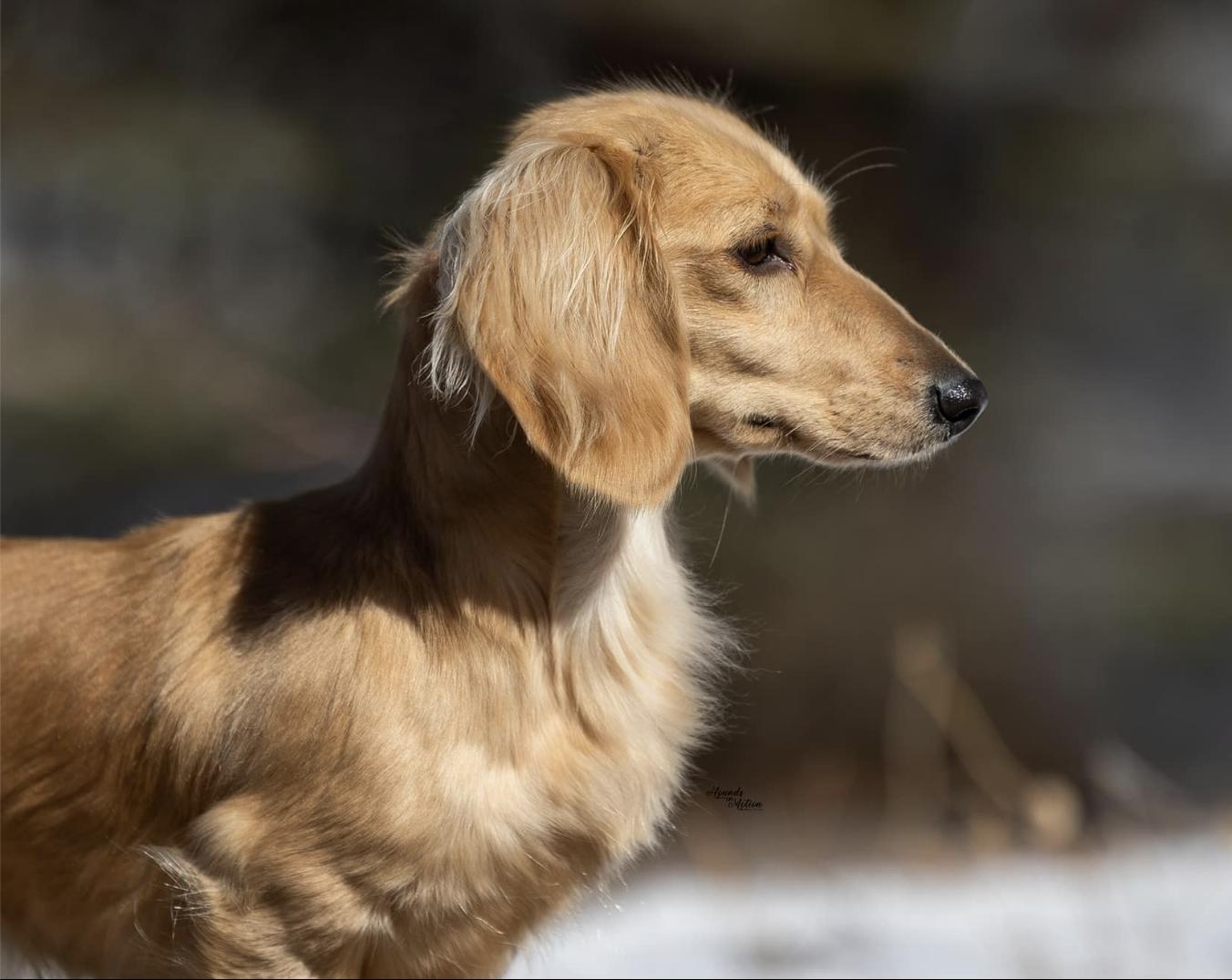 Lakeview Dachshunds in Iowa | Dachshund puppies | Good Dog