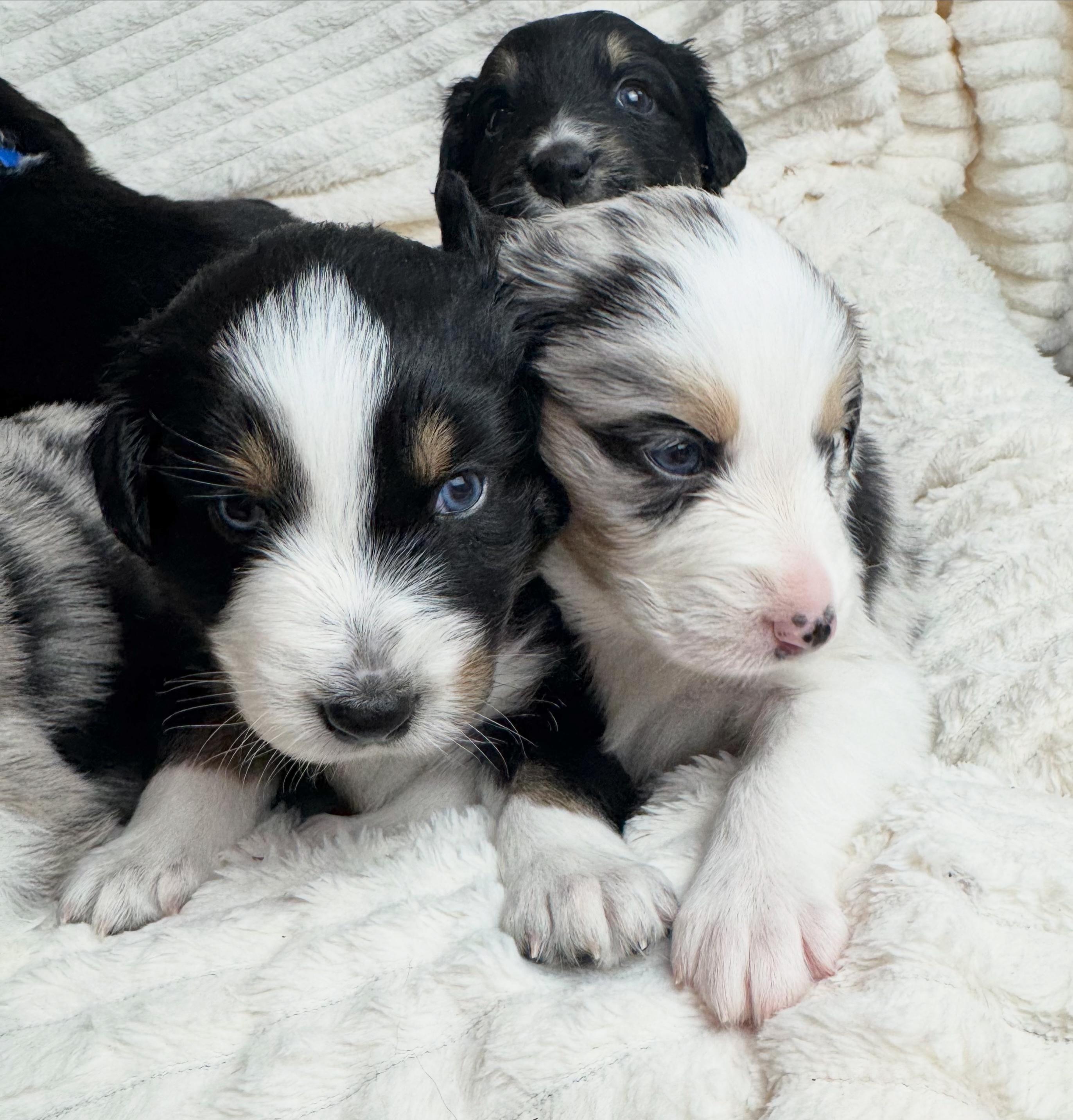 Scottstead Aussies in Pennsylvania | Australian Shepherd puppies | Good Dog