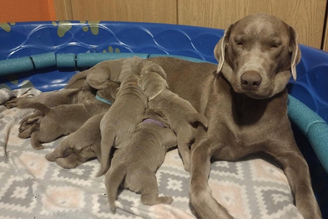 Fork Creek Labradors in Missouri | Labrador Retriever and Dilute ...