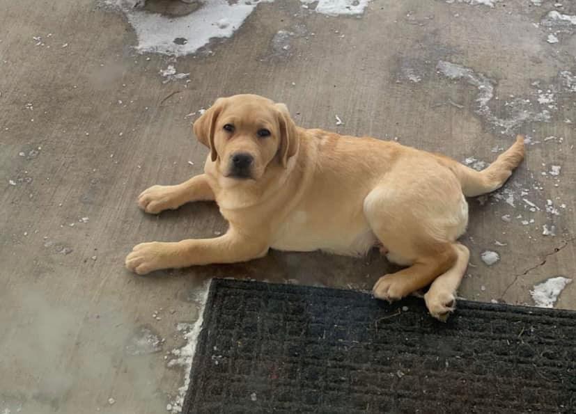 Pineview Meadow Labradors in Wisconsin | Labrador Retriever puppies | Good Dog